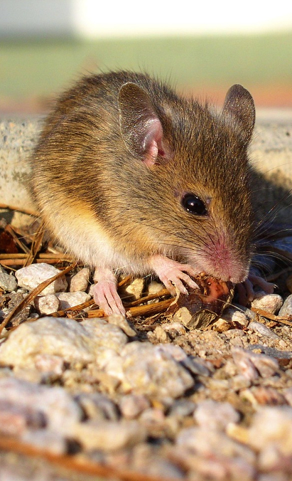 Rats and Mice Removal Edinburgh | Commercial & Domestic Rodent Control ...