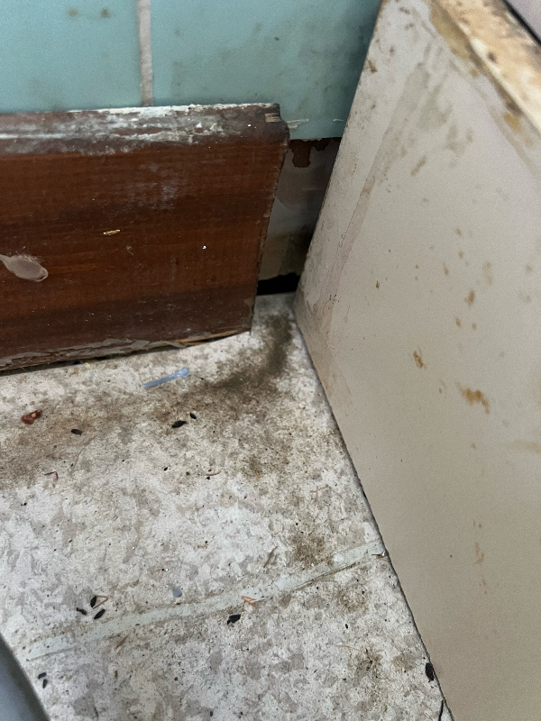 Edinburgh Pest Control Experts | Saltire Pest Control