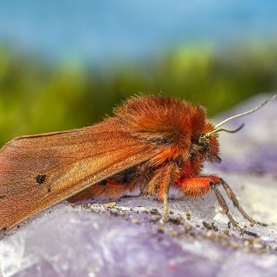 Edinburgh Pest Control Experts | Saltire Pest Control