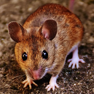 Edinburgh Pest Control Experts | Saltire Pest Control