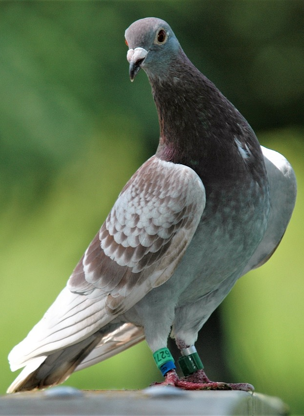 Bird Control Edinburgh | Feral Pigeons and Bird Proofing Solutions ...