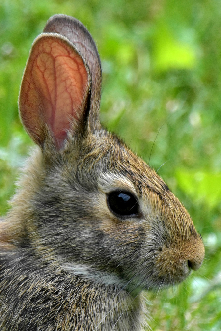 Professional Rabbit Control & Proofing in Edinburgh | Saltire Pest Control